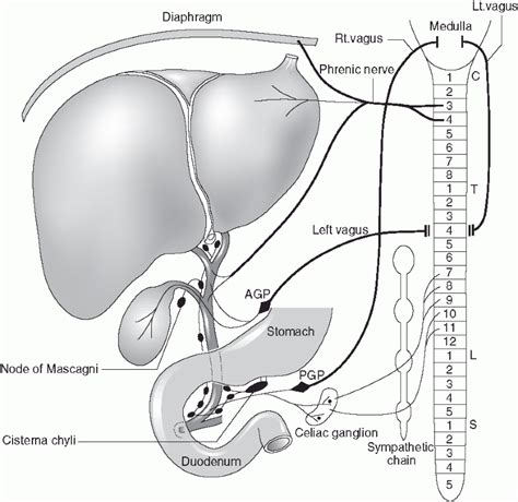 Morphology And Microstructure Of The Hepatobiliary System Springerlink