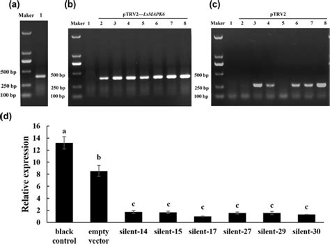 Construction Of Ptrv2‐lsmapk6 And Verification Of Trv Infection A Download Scientific