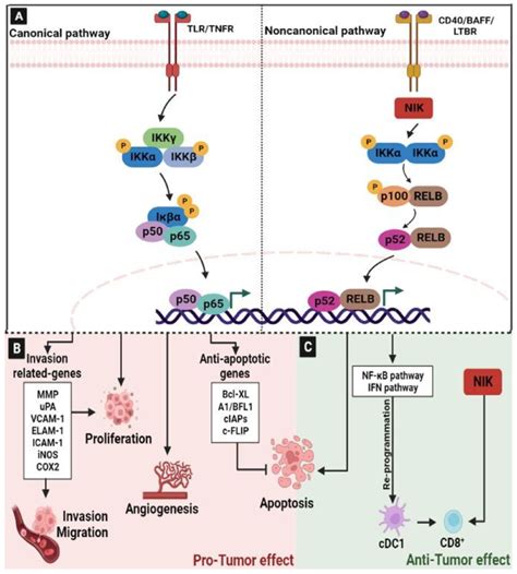 The Nf κb Signaling Pathway In Colorectal Cancer A Schematic Download Scientific Diagram