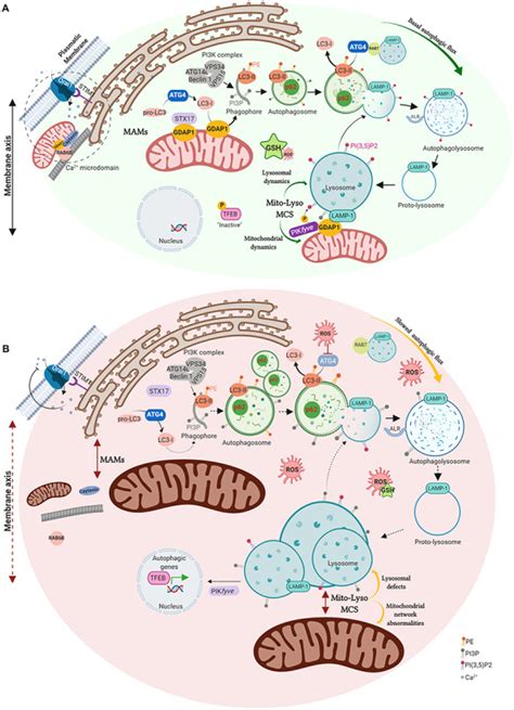 Mitochondria Lysosome Membrane Contacts Are Defective In Gdap1 Related Charcot Marie Tooth