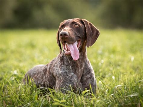 Raza Pointer Ingles