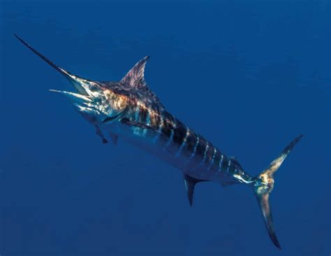 The Different Species Of Marlin And Where To Find Them