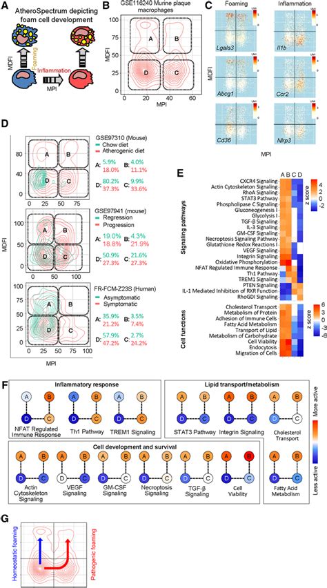 atherospectrum identified inflammatory macrophage foam cell populations