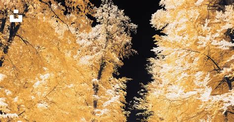 노란 잎사귀가 달린 키 큰 나무들로 둘러싸인 길 사진 Unsplash의 무료 자연 이미지