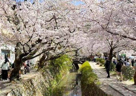 Kyoto Cherry Blossoms 2026 How To Catch Sakura Peak In 11 Places