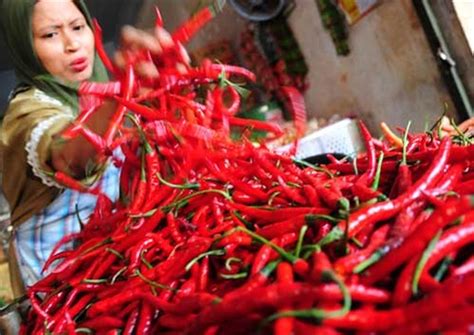 Harga Cabai Merah Terjun Bebas