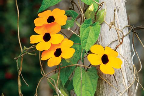 Choosing The Right Vines For Your Outdoor Designs