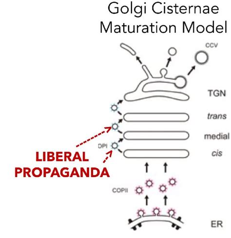 Liberal Media Golgi Trans R Okbuddyphd