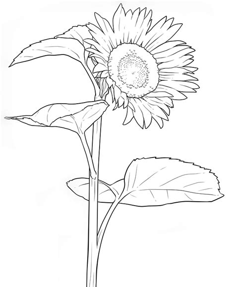 各式花卉花朵叶子线稿上色稿手稿集║图片来源公众号—旭旭素材║32种日漫风格花与叶线稿 花瓣网