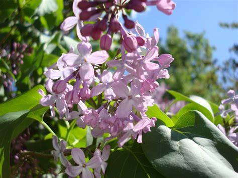 Пролетни картини