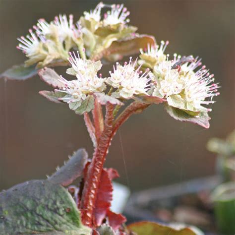 Chrysosplenium Macrophyllum The Plantsmans Preference