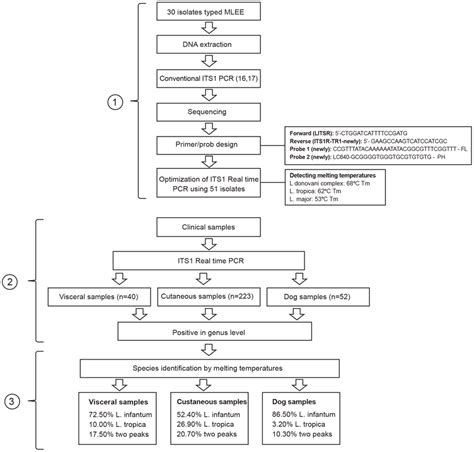 The Working Chart Of The Present Study Optimization Diagnosis Download Scientific