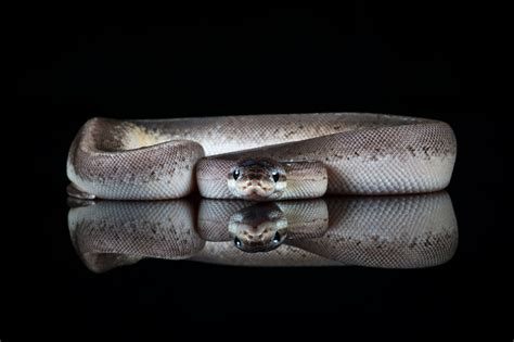 Best Substrate For Ball Pythons Top 3 Moberry Pets