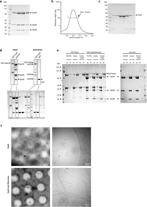 The Retromer Vps5 Complex In Solution And Binding To Membranes A Download Scientific Diagram