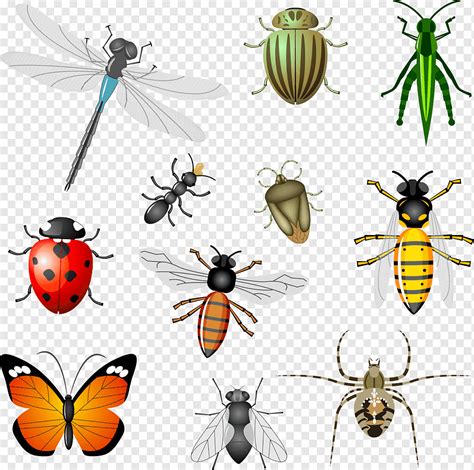 Insects picture
