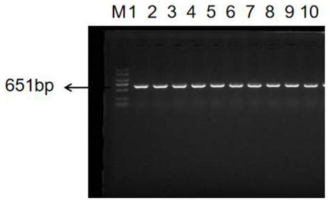Chicken Infectious Anemia Virus Detection Method Based On Crispr Cas12a