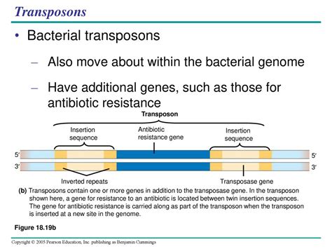 The Genetics Of Viruses And Bacteria Ppt Download