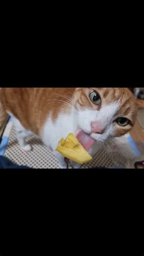 고양이 파인애플 파인애플 먹는 고양이 초롱이는 과일 종류는 다 먹는듯~ 제일 좋아하는 과일은 배 🍐