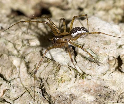 Spider Pityohyphantes Bugguide Net