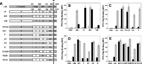 Figure 1 From Membrane Proximal αβ Stalk Interactions Differentially