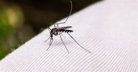 모기매개감염병