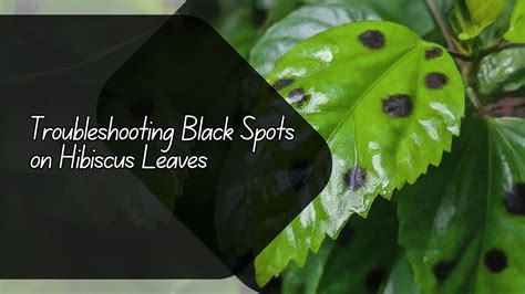 Black Spots On Hibiscus Leaves