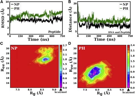 Effect Of Phosphorylation Of Protamine Like Cationic Peptide On The