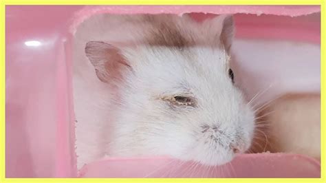 하 젤리야 YouTube