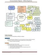 Cellular Regulation In Nursing Care Understanding Replication Course Hero