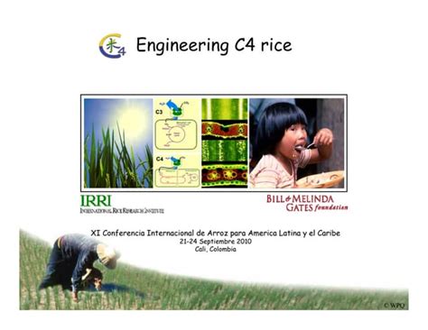 Engineering C4 Rice Pdf