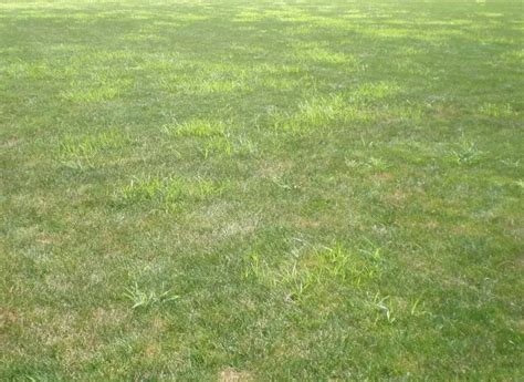 Nutsedge Identification And Treatment Get Rid Of Nutsedge In Your Lawn