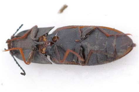 Sericus Brunneus Observation Nb 4149244 Naturbasen