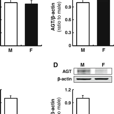 Sex Differences In AGT Levels In Primary Cultured Hepatocytes And Renal Download Scientific