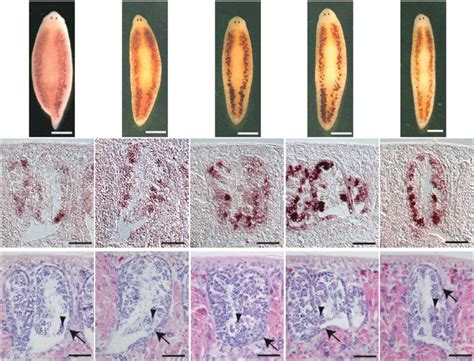 Histological Analysis Of Testis Specific Genes Drs1 5 A E Whole Download Scientific Diagram