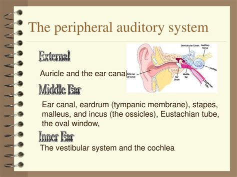Ppt Hearing Powerpoint Presentation Free Download Id73434