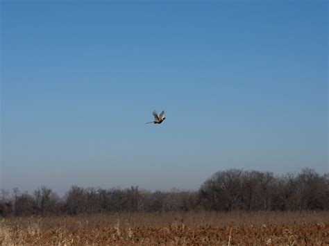 Ring Necked Pheasant Game Commission Commonwealth Of Pennsylvania