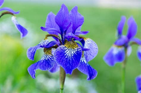 Blue Siberian Iris