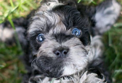 Types Of Pomapoo Colors With Pictures