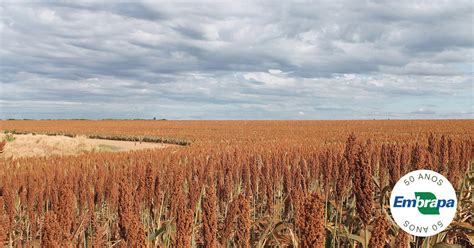 Embrapa 50 Anos Revista Pesquisa Fapesp