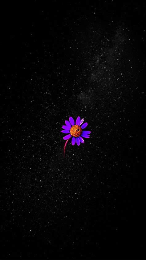 Download Purple Flower All Best Wallpaper