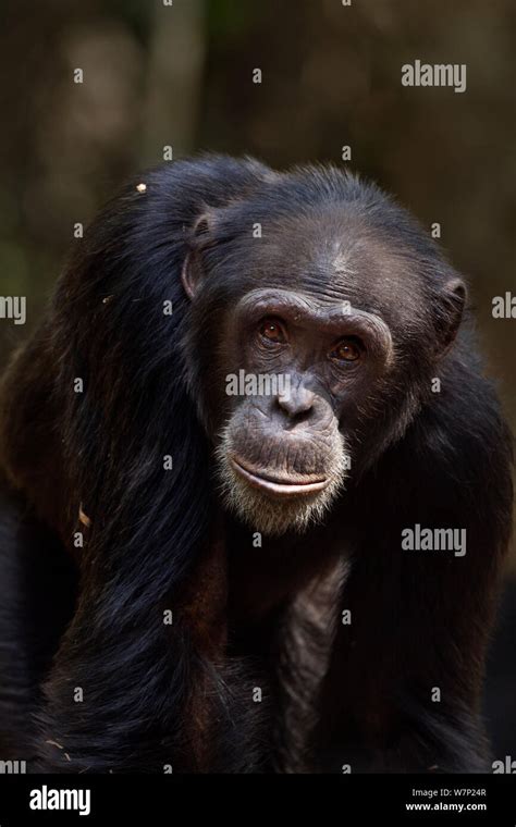 Western Chimpazee Pan Troglodytes Verus Young Male Peley Aged 12 Years Head And Shoulders