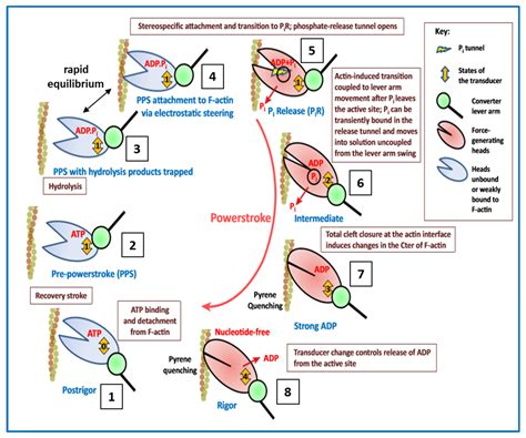 Myosin And Actin