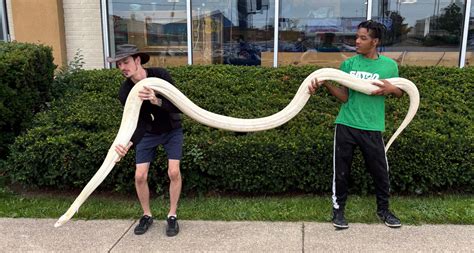 17 White Albino Reticulated Python Female Scales And Tails Of Ohio