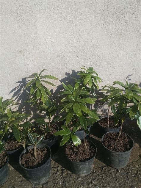 ყვავილები მაჯაღვერი დაფნა ოდორა ყინვაგამძლე