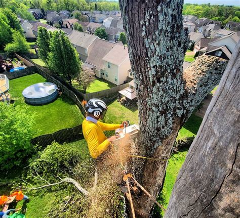 Franklin TN Tree Services Tree Removal TN Tree Preservation