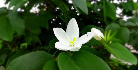 All About Different Types Of Magnolia Trees EmbraceGardening