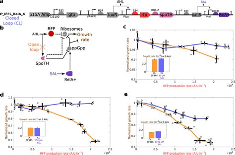 Feedforward Ribosome Controller Compensates For Burden Caused By