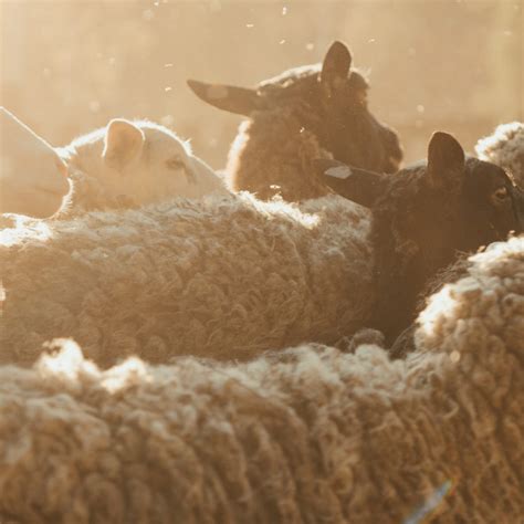 Pastor Lost Sheep Can Be Restored Ronald Kalifungwa Tgc Africa