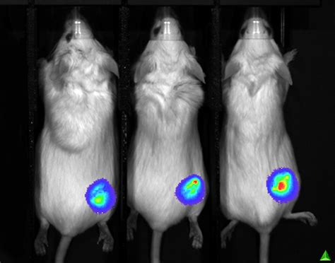 Kino Spectral Instruments Imaging Accela Accelerate Your Biomedical Research