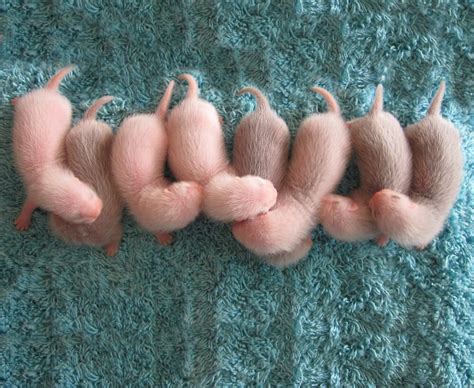 Ferret Kits By Tubularbelle Redbubble